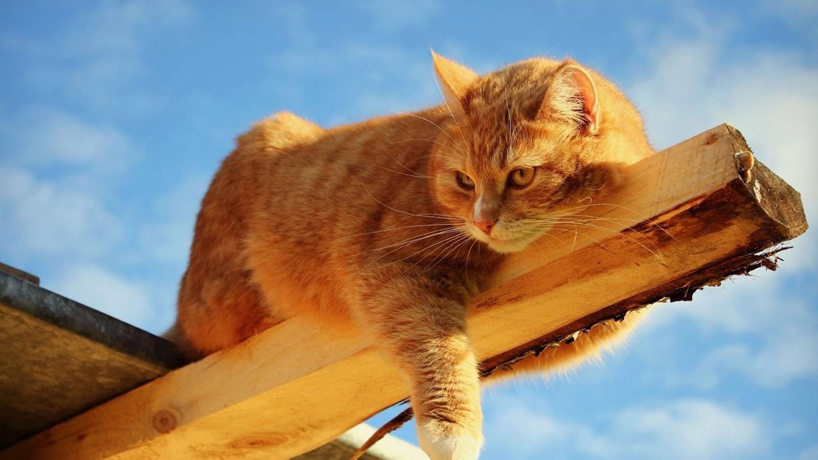 Рыжий кот Мурлыка Караоке | Кавер | Cover #STR