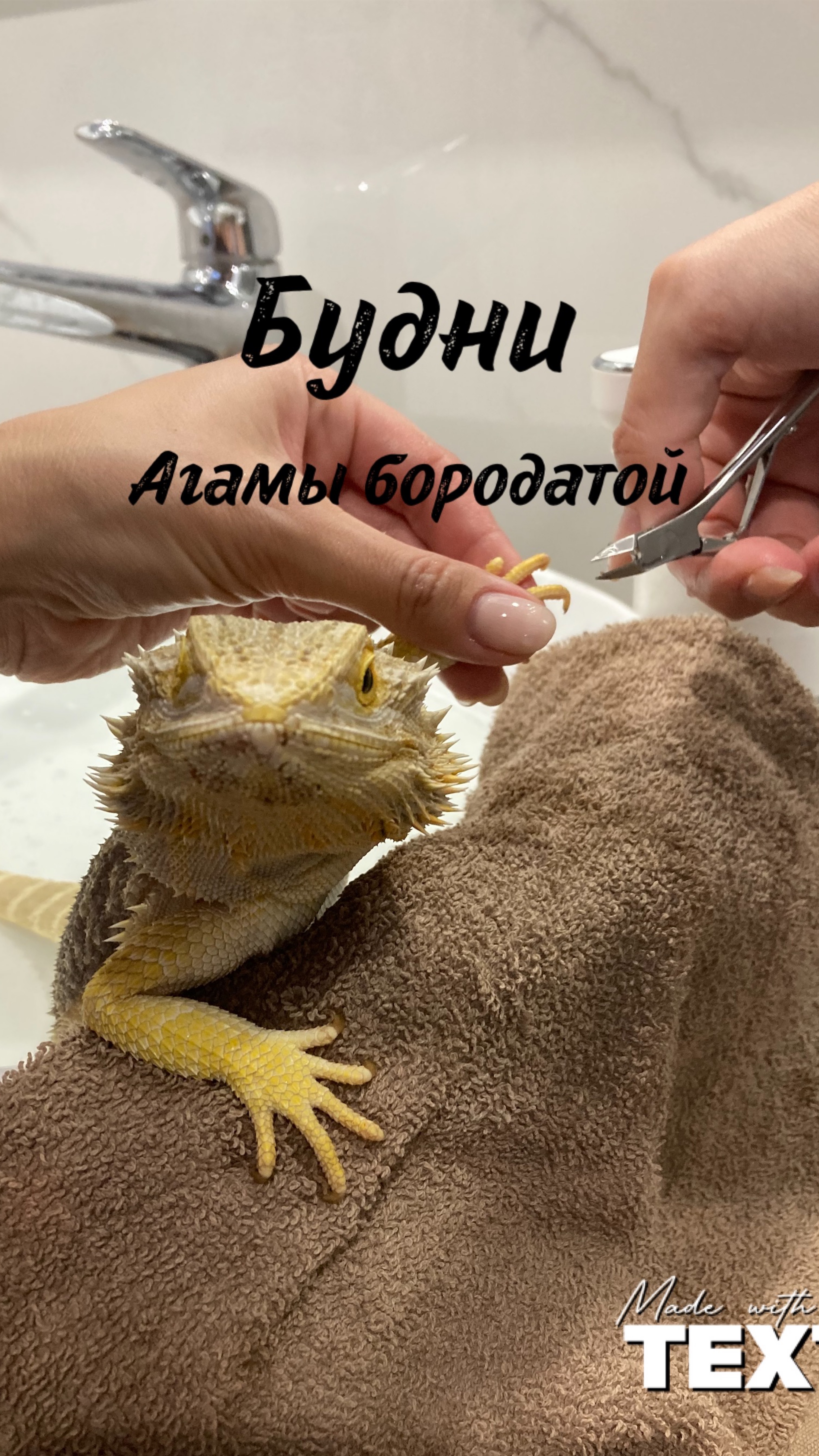 Домашний питомец