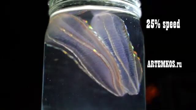 Мнемиопсис в черном море в Витязево (Анапа) Гребневик,  Mnemiopsis leidyi Black sea