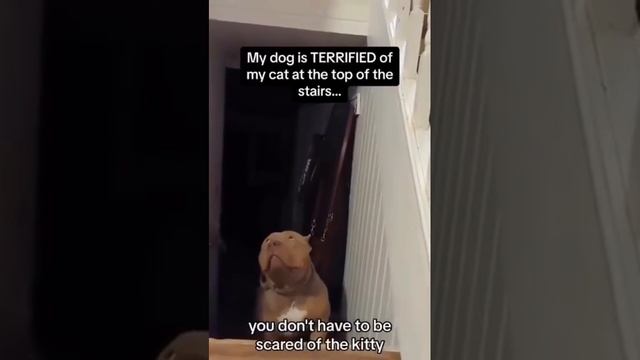 Кошачий беспредел коты против собак!