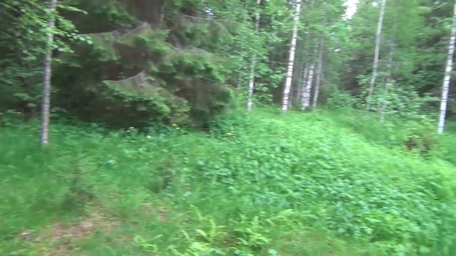 Лесной коп  Святой источник продолжает удивлять!