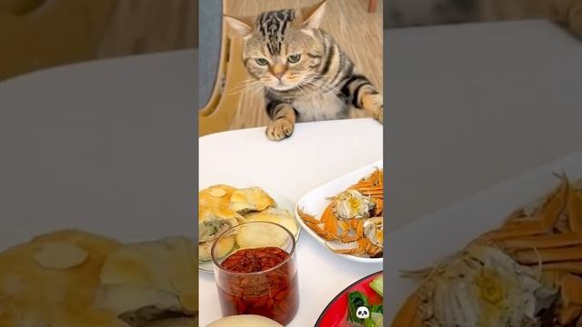 Когда кот за столом главный