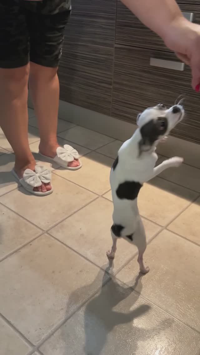 Жуля в нас в гостях #cat #funny #oriental #кот #ориентал #ориенталы