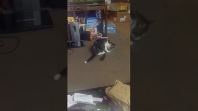 Коты и коварные огурцы