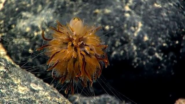 Сифонофора.