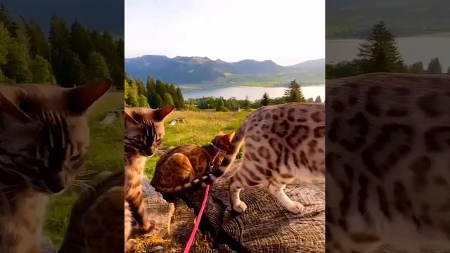 Прогулка с котами