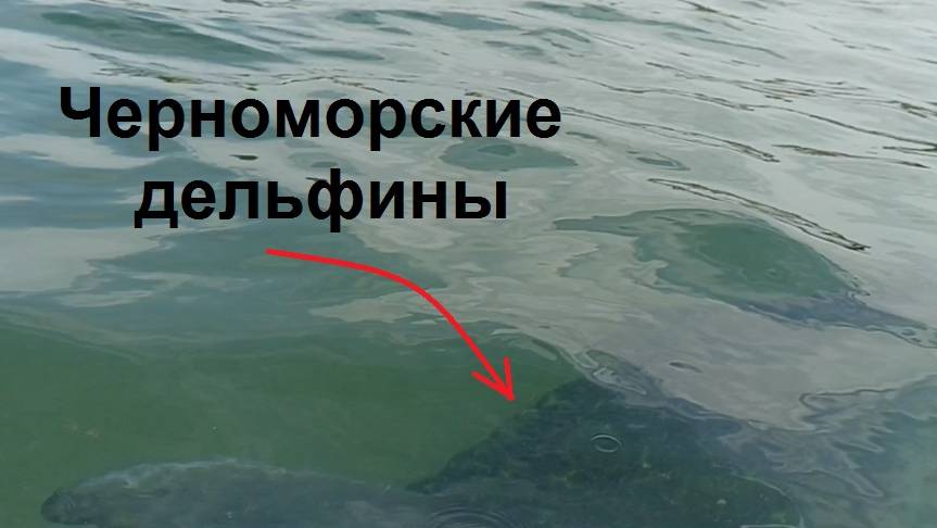 Дельфины в Анапе – охотятся на рыбу, подплывают к отдыхающим, один проплыл в миллиметре от меня