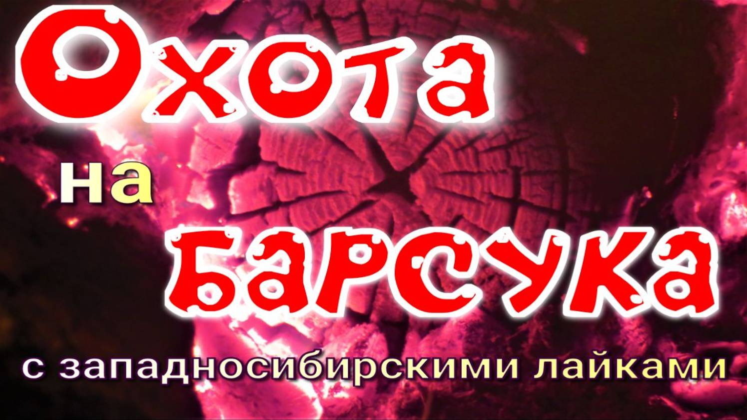 Охота на барсука с западносибирскими лайками ночую в тайге с приключениями медведь караулил пол ночи