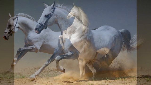 Красивые лошади