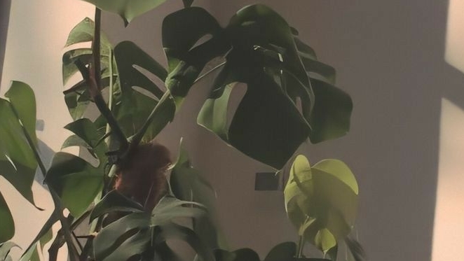 торт на сковороде