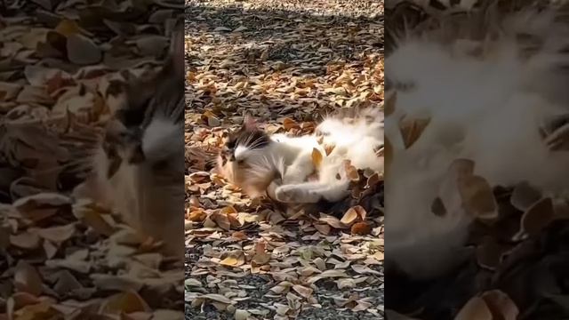 Осення листва