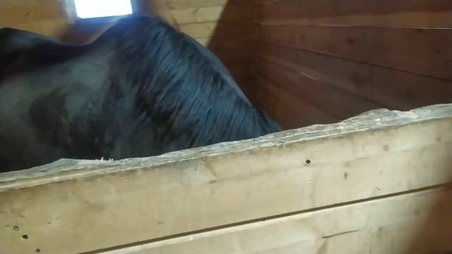 На ферме лошадок