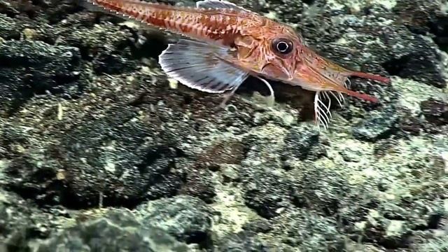 Морской петух(бронированный).