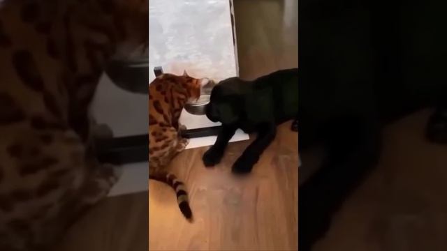 Кошачий беспредел коты против собак! (продолжение)