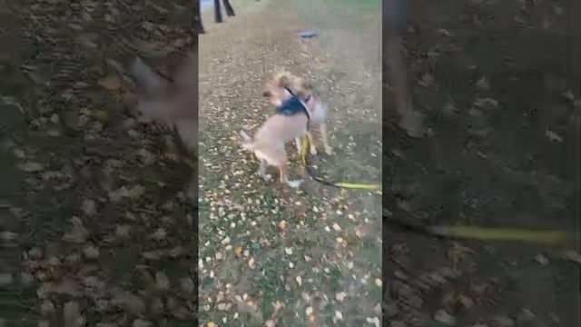 Диана и Лялька - кенгурята 🙂 Утренние поскакушки
04.10.2024 Набережные Челны