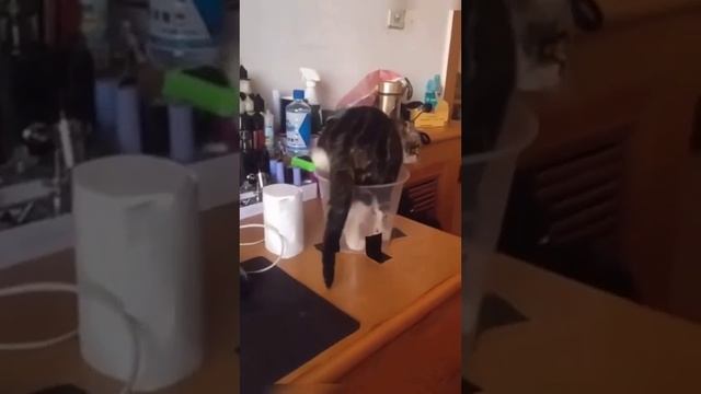 Котик помогает учить уроки