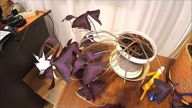 Кислица или Оксалис (Oxalis) расправляет листья)