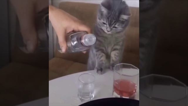 Пьяница кот - горе в семье