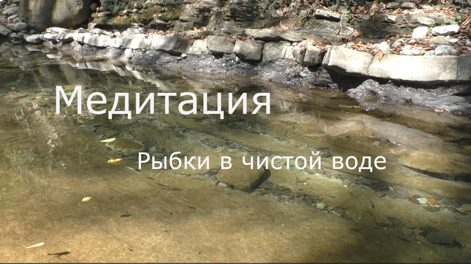 Рыбки в чистой воде