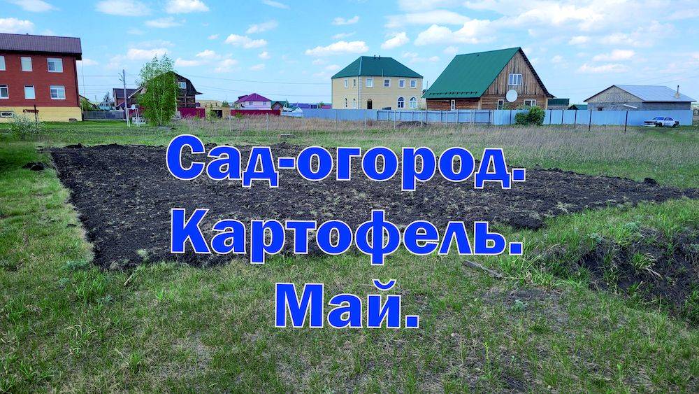 Сад-огород.  Картофель.  Май.