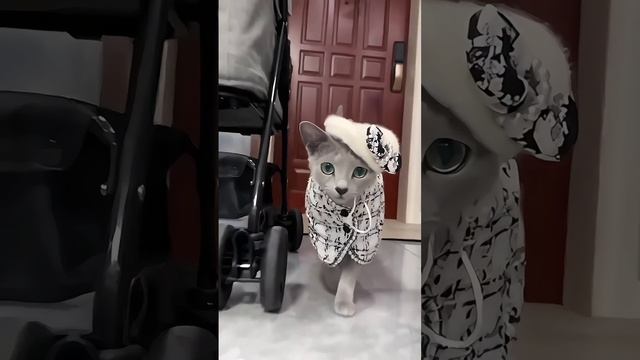 Кошачья мода  Осень 2024