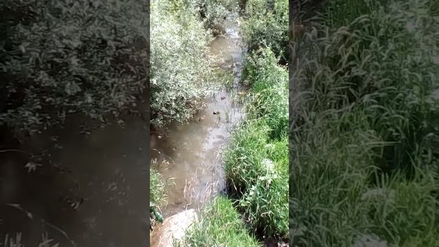 видео про уток