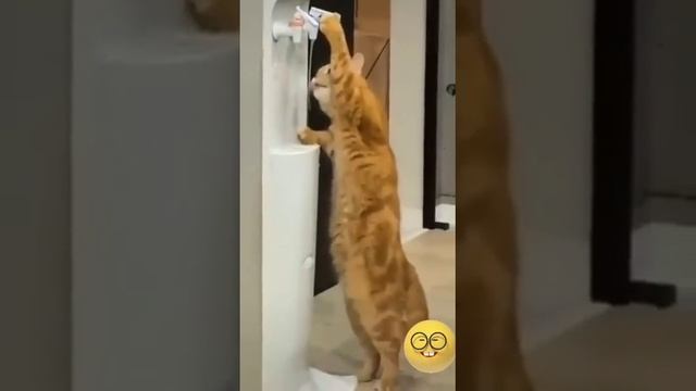 Коты кодируют от алкогольной зависимости