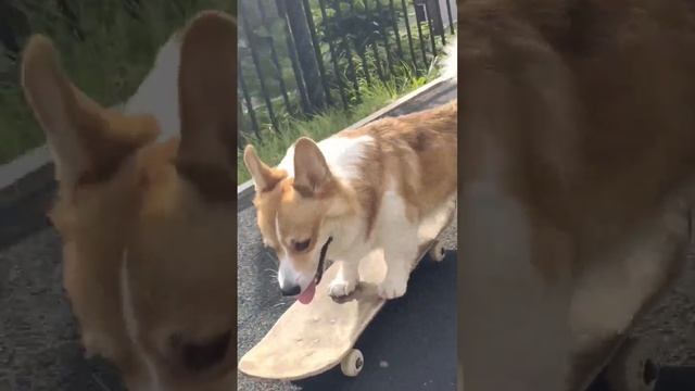 Корги на скейте Полный видос на канале#коржмарти #корги #собака #животные #corgi #dog #animals