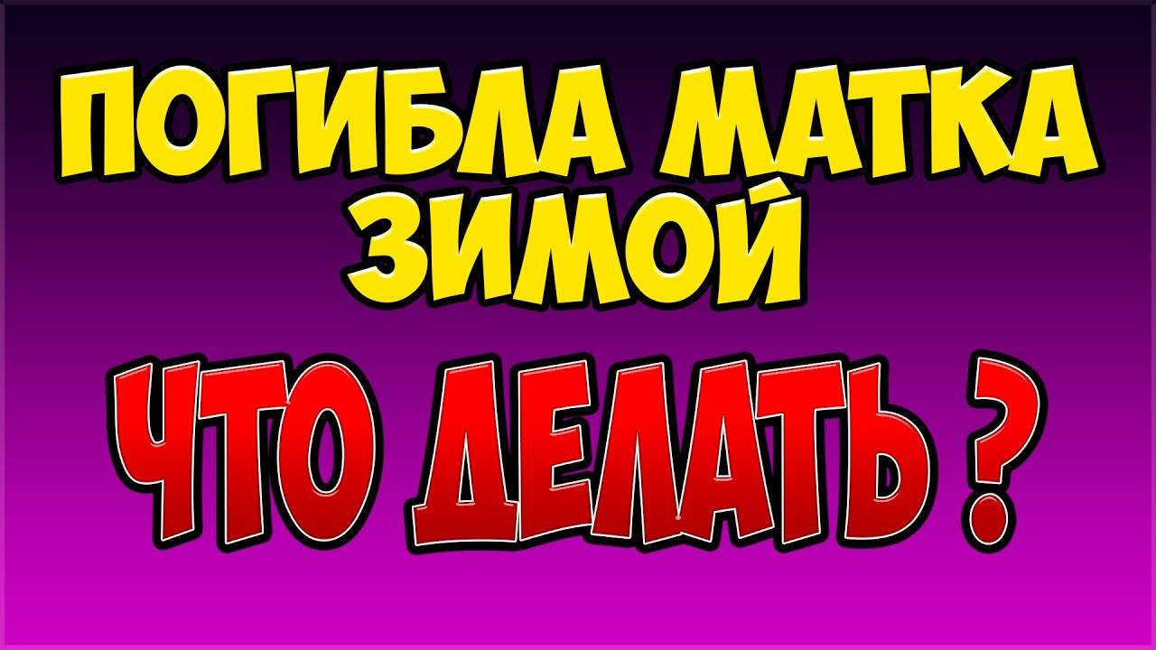 Как спасти семью потерявшую матку зимой. How to save a family that has lost a queen bee in winter.