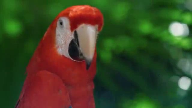 ЗАСТАВКА НА ТЕЛЕВИЗОР ПРИРОДА 480p TV RELAX (со звуком)