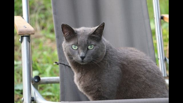 Виктор Дзансолов - КОШКА