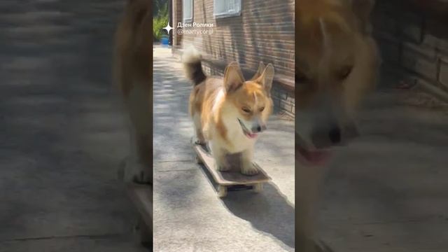 Корги на скейте #коржмарти #корги #собака #животные #скейтпарк #corgi #dog #animals #skateboarding