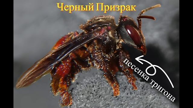 Песенка тригона -  Черный Призрак