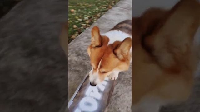 Котик рассердился #коржмарти #корги #собака #животные #corgi #dog #animals #cat #кот