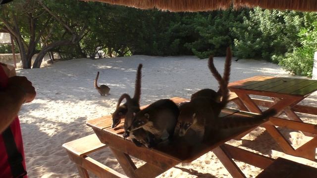 Бесплатные развлечения на отдыхе