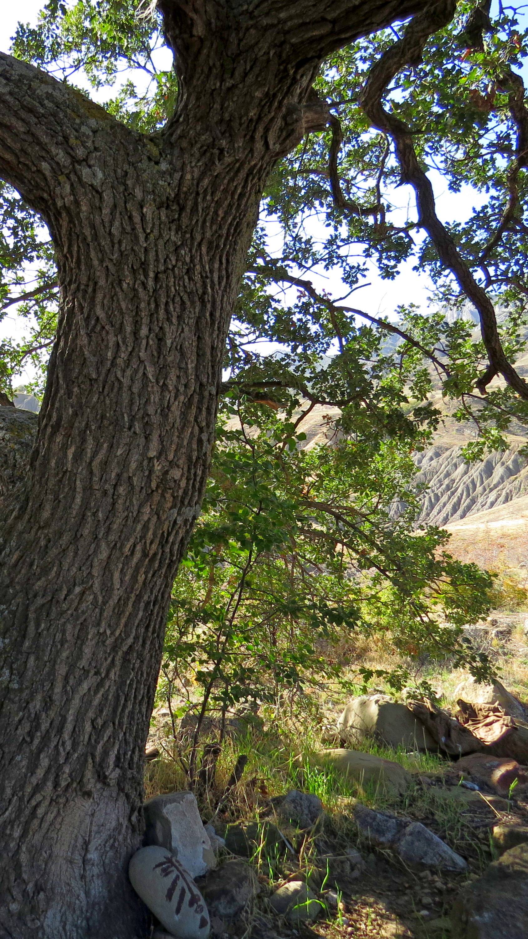 Какая прекрасная стоянка под  дубом!