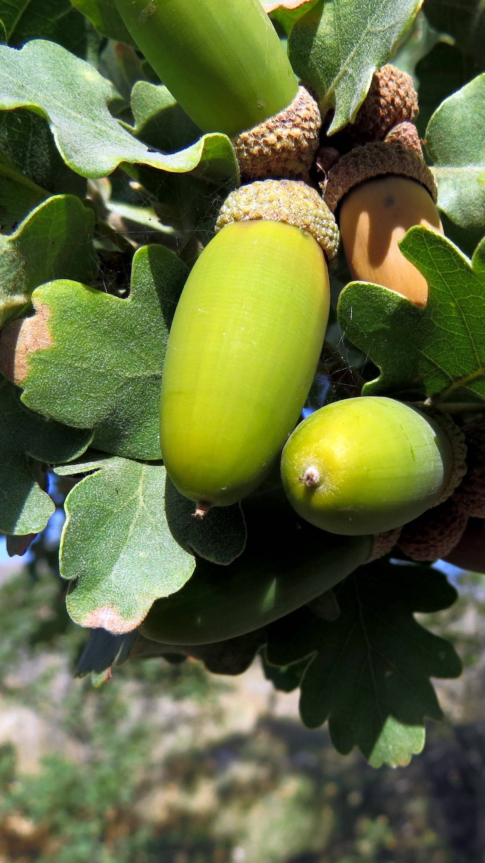 Урожай желудей.