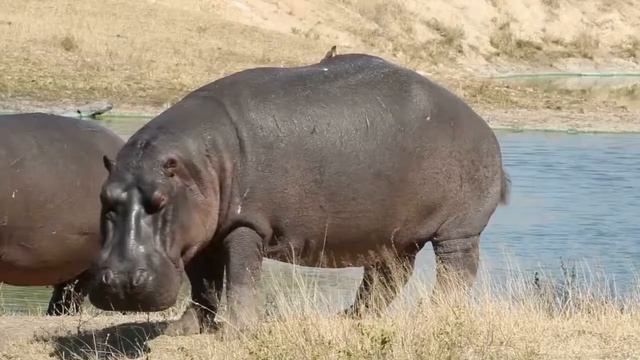 Learn Different Animals Chinese 动物, Животные на китайском