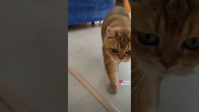 Как попасть в рекомендации  #cat #смешнойкот #cutecat #кот #смешныекоты #милыекоты #котик