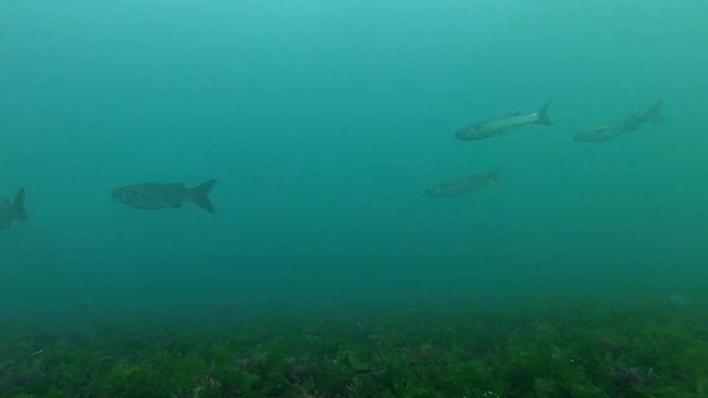 Лобан в Черном море.