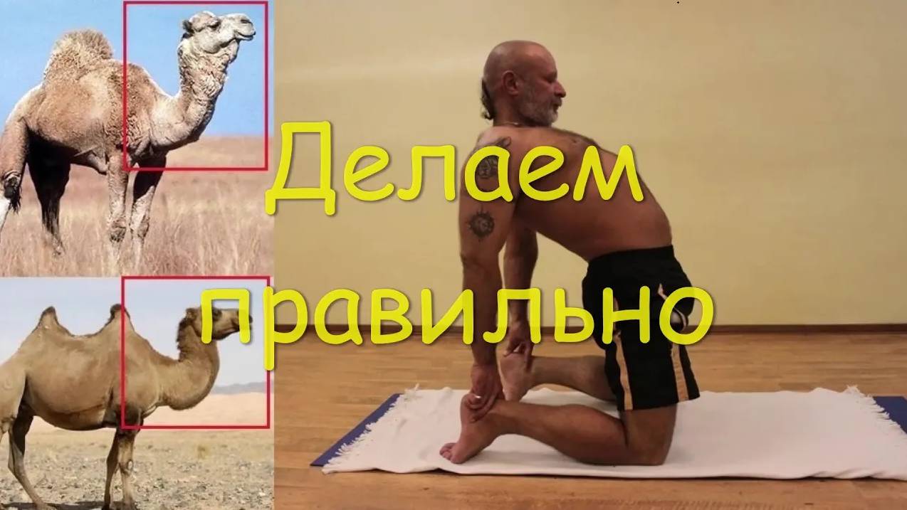 Уштрасана, часть 1. Поза верблюда. Делаем правильно!