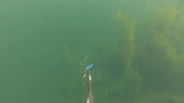 Сазаны и Амуры под поверхностью воды. Подводная охота с водной глади.