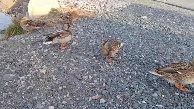 Перед отлетом на юг.