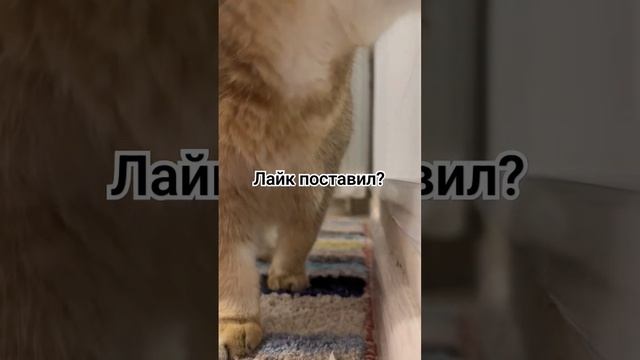 Всевидящее око #cat #cute #catlover #animals #kitten #cutecat #кот #смешныекоты #милыекоты #смешно