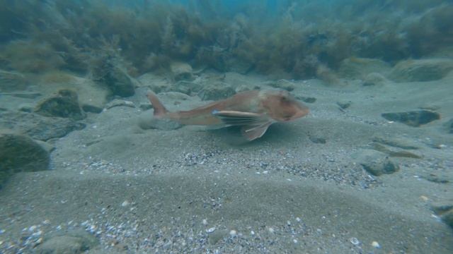 Опасная рыба Черного моря