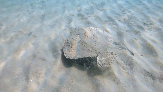 Рыба Черного моря.