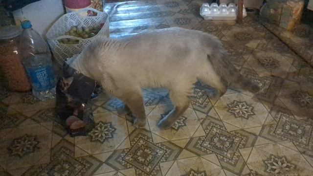 Корм Мираторг Meat для кошек, с курицей