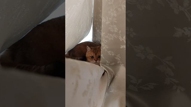 Кожаная окончательно достала или как  кот Тоша помогал шторы стирать. Часть 2 #cat #cutecat #юмор