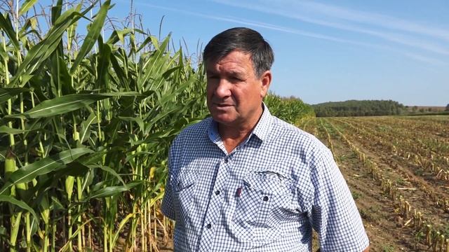 2024 09 21 Уборка кукурузы в хозяйстве "Плодопитомник"