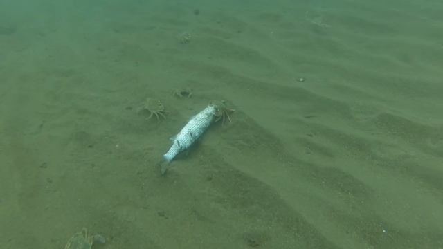 Что важнее, пожрать или подраться?